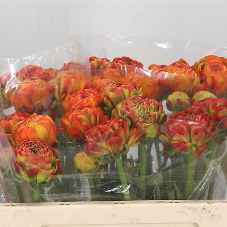 Ranunculus Pon Pon Garfield 50cm | Wholesale Dutch Flowers & Florist ...