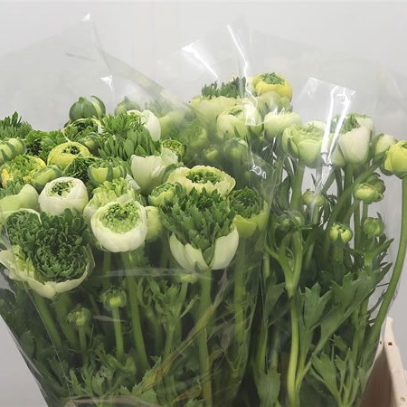 Ranunculus Reinette Green 40cm | Wholesale Dutch Flowers & Florist ...