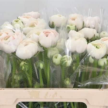 Ranunculus Success Rio 56cm | Wholesale Dutch Flowers & Florist Supplies UK