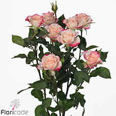 Rosa sp reflex