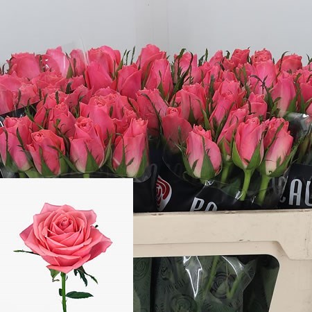 Rose Ace Pink 60cm | Wholesale Dutch Flowers & Florist Supplies UK