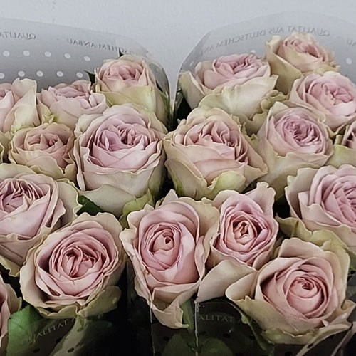 Rose Alva 60cm | Wholesale Dutch Flowers & Florist Supplies UK