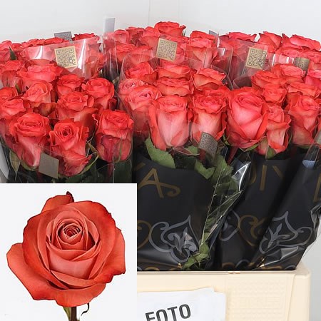 Rose Americano 60cm | Wholesale Dutch Flowers & Florist Supplies UK