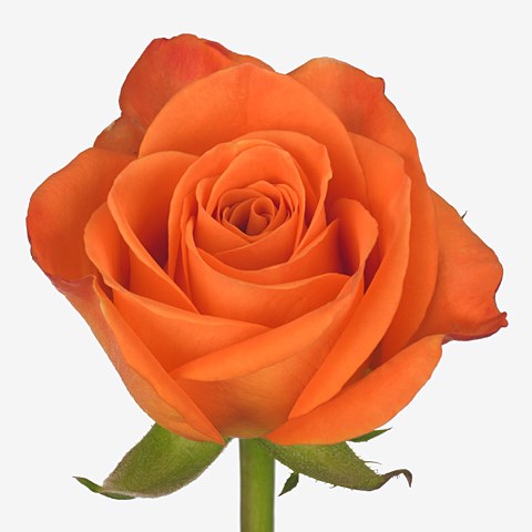 Rose Amina 50cm | Wholesale Dutch Flowers & Florist Supplies UK
