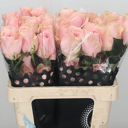 Rose Amorosa (Ecuador) 50cm | Wholesale Dutch Flowers & Florist Supplies UK
