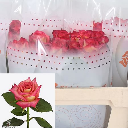 Rose Applause 70cm | Wholesale Dutch Flowers & Florist Supplies UK