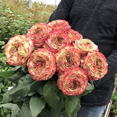 Rose Apple Jack 70cm | Wholesale Dutch Flowers & Florist Supplies UK