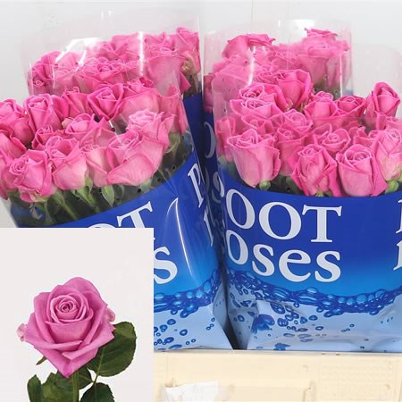 Rose Aqua 60cm | Wholesale Dutch Flowers & Florist Supplies UK