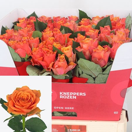 Rose Arancio 60cm | Wholesale Dutch Flowers & Florist Supplies UK