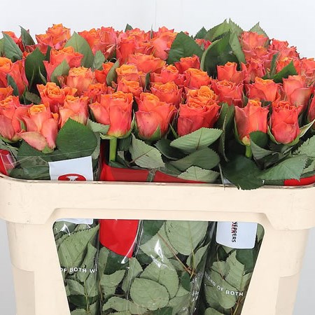 Rose Arancio 70cm | Wholesale Dutch Flowers & Florist Supplies UK