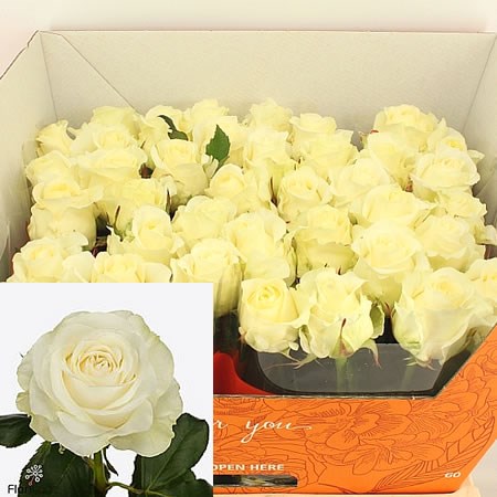 Rose Ararat 55cm | Wholesale Dutch Flowers & Florist Supplies UK