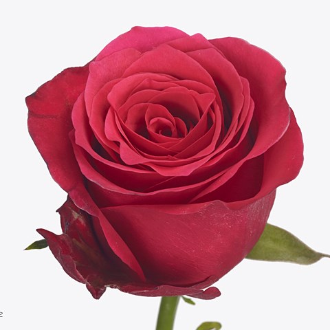 Rose Arisha 60cm | Wholesale Dutch Flowers & Florist Supplies UK