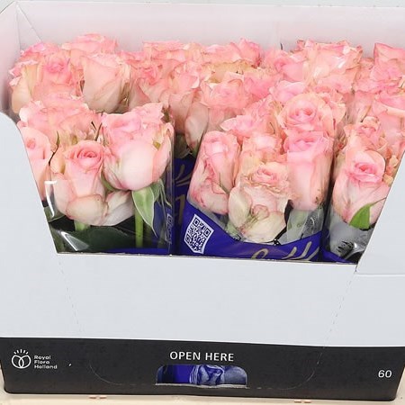 Rose Arlene 50cm | Wholesale Dutch Flowers & Florist Supplies UK