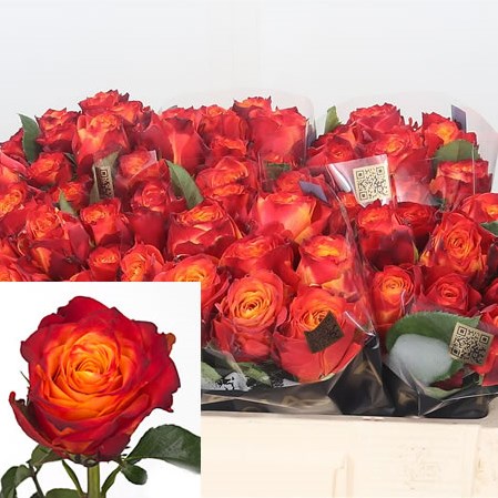 Rose Atomic 50cm | Wholesale Dutch Flowers & Florist Supplies UK