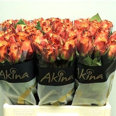 Rose Atomic 50cm | Wholesale Dutch Flowers & Florist Supplies UK