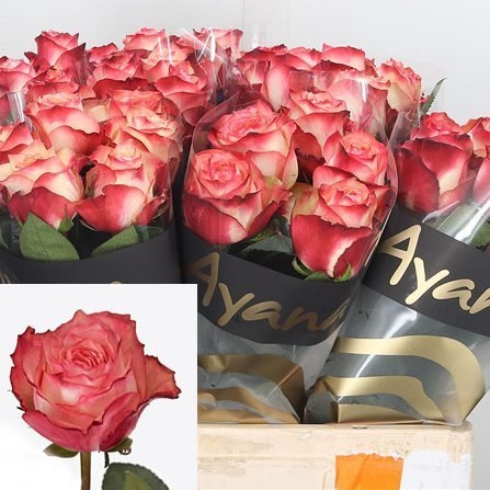 Rose Attraction 70cm | Wholesale Dutch Flowers & Florist Supplies UK