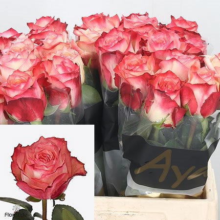 Rose Attraction (Small) 40cm | Wholesale Dutch Flowers & Florist ...
