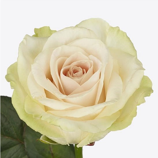 Rose Avalanche Adore 50cm | Wholesale Dutch Flowers & Florist Supplies UK