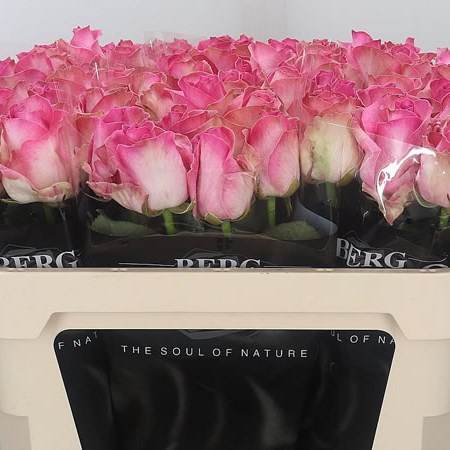 Rose Avalanche Candy 70cm | Wholesale Dutch Flowers & Florist Supplies UK
