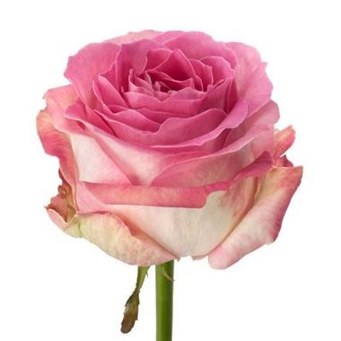 Rose Avalanche Candy 80cm | Wholesale Dutch Flowers & Florist Supplies UK