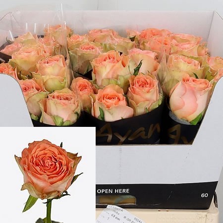 Rose Barbarella 70cm | Wholesale Dutch Flowers & Florist Supplies UK
