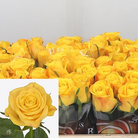 Rose Basanti 50cm | Wholesale Dutch Flowers & Florist Supplies UK