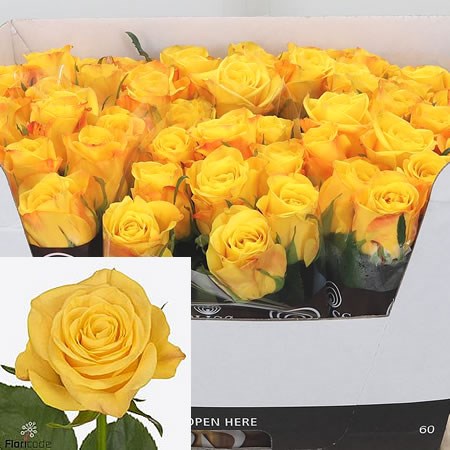 Rose Basanti 60cm | Wholesale Dutch Flowers & Florist Supplies UK