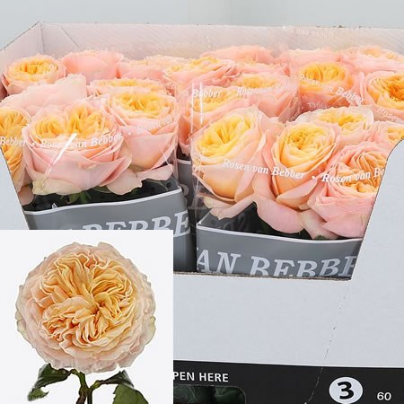 Rose Beehive 60cm | Wholesale Dutch Flowers & Florist Supplies UK