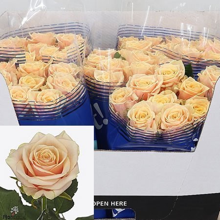 Rose Bellini 50cm | Wholesale Dutch Flowers & Florist Supplies UK