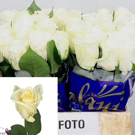 Rose Beluga 40cm (Small Headed) | Wholesale Dutch Flowers & Florist ...