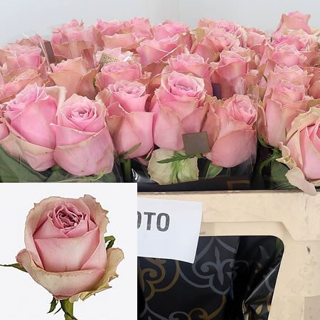 Rose Beyond Zero 60cm | Wholesale Dutch Flowers & Florist Supplies UK