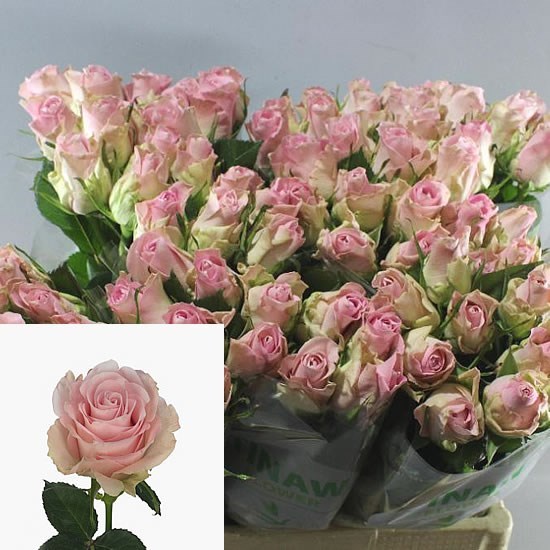 Rose Bisou 60cm | Wholesale Dutch Flowers & Florist Supplies UK