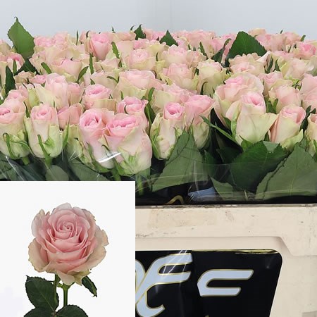 Rose Bisou 70cm | Wholesale Dutch Flowers & Florist Supplies UK