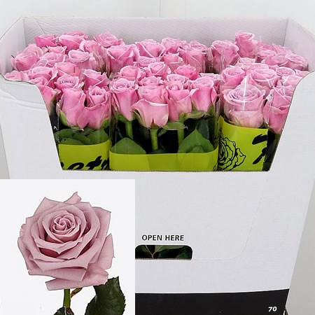 Rose Blue Chip 70cm | Wholesale Dutch Flowers & Florist Supplies UK