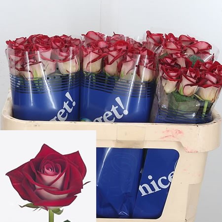 Rose Bluez 70cm | Wholesale Dutch Flowers & Florist Supplies UK