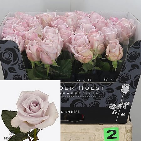 Rose Bounty Way 60cm | Wholesale Dutch Flowers & Florist Supplies UK
