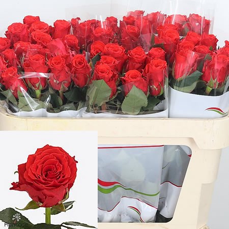 Rose Bright Torch 70cm | Wholesale Dutch Flowers & Florist Supplies UK