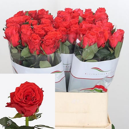 Rose Bright Torch 80cm | Wholesale Dutch Flowers & Florist Supplies UK