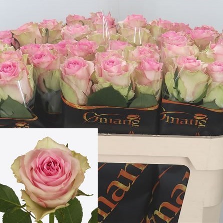 Rose Brigitte Bardot 50cm | Wholesale Dutch Flowers & Florist Supplies UK