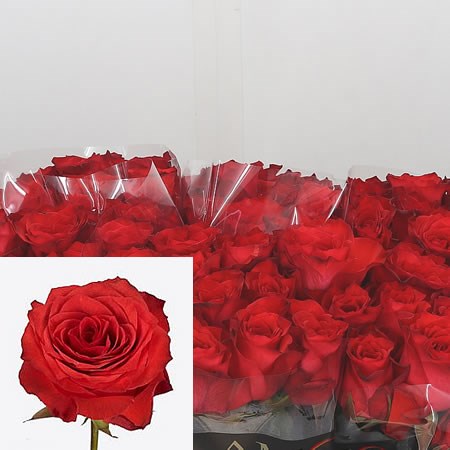 Rose Bromo 50cm | Wholesale Dutch Flowers & Florist Supplies UK