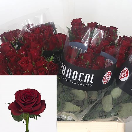 Rose Burgundy 60cm | Wholesale Dutch Flowers & Florist Supplies UK
