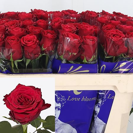 Rose Business Class 70cm | Wholesale Dutch Flowers & Florist Supplies UK