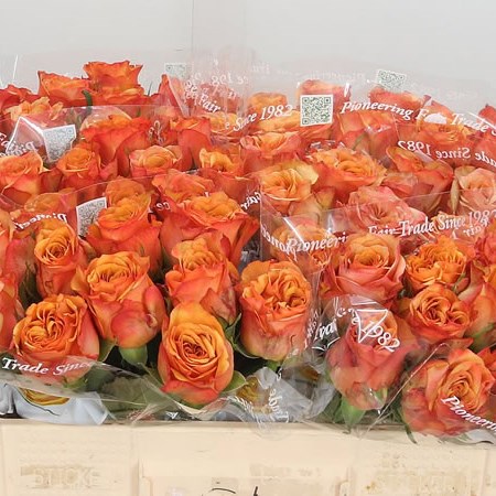 Rose Cafe Mocca 50cm | Wholesale Dutch Flowers & Florist Supplies UK