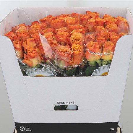 Rose Cafe Mocca 70cm | Wholesale Dutch Flowers & Florist Supplies UK