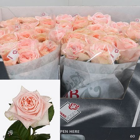 Rose Candice 60cm | Wholesale Dutch Flowers & Florist Supplies UK