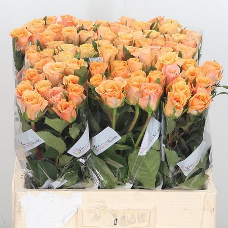 Rose Candid Prophyta (small) 60cm | Wholesale Dutch Flowers & Florist ...