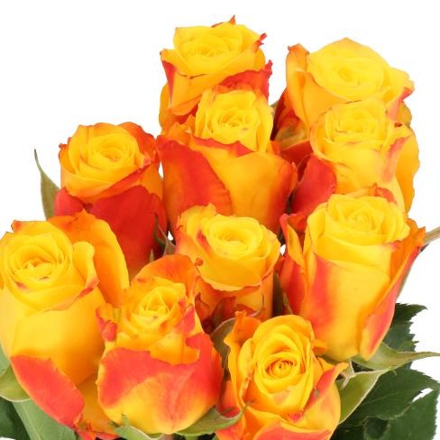 Rose Candlelight (Small Headed) 40cm | Wholesale Dutch Flowers ...
