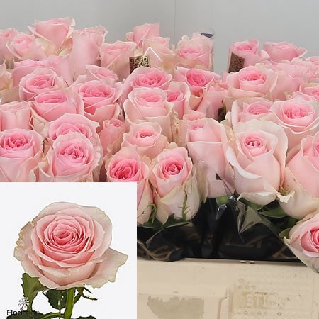 Rose Candy Girl 60cm | Wholesale Dutch Flowers & Florist Supplies UK