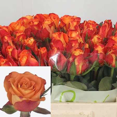 Rose Careless Whisper 40cm | Wholesale Dutch Flowers & Florist Supplies UK