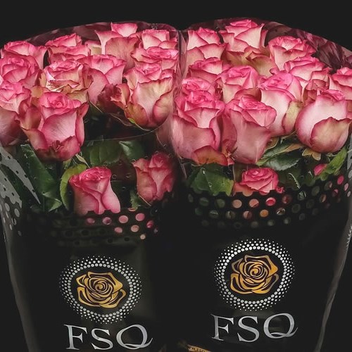 Rose Carousel (Ecuador Large Heads) 50cm | Wholesale Dutch Flowers ...